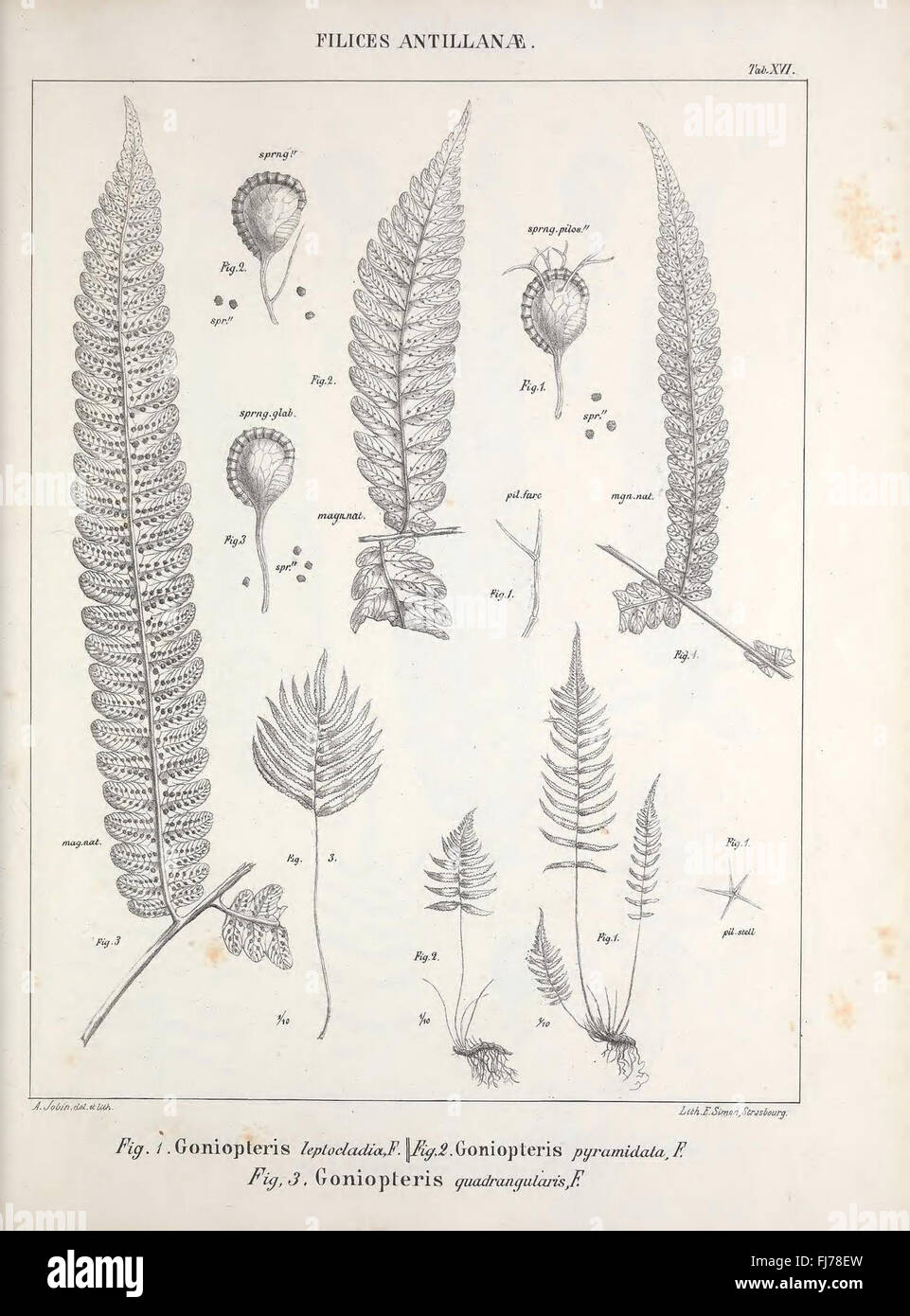 Ferns classification hi-res stock photography and images - Alamy