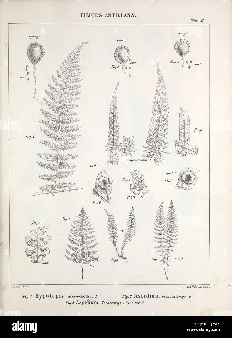 Comprehensive study of plant morphology hi-res stock photography and ...