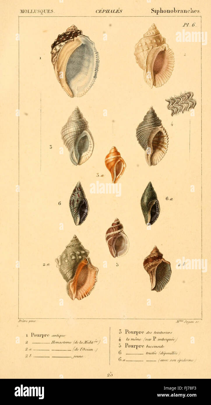 A work on malacology, the study of mollusks, including a classification ...