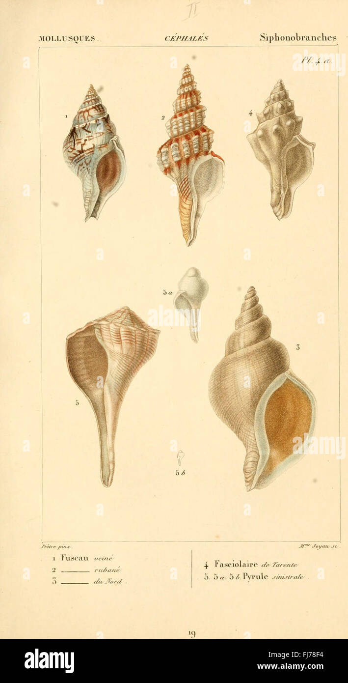 A work on malacology, the study of mollusks, covering their ...