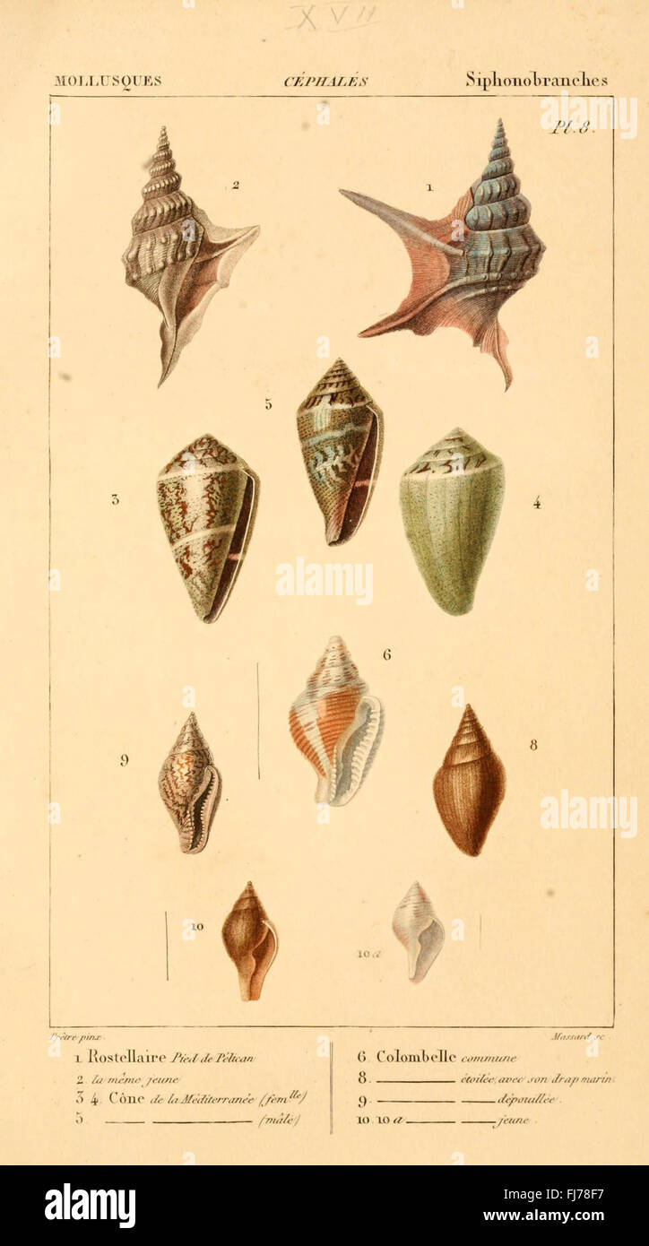 Classification of mollusks, providing a detailed overview of mollusk ...
