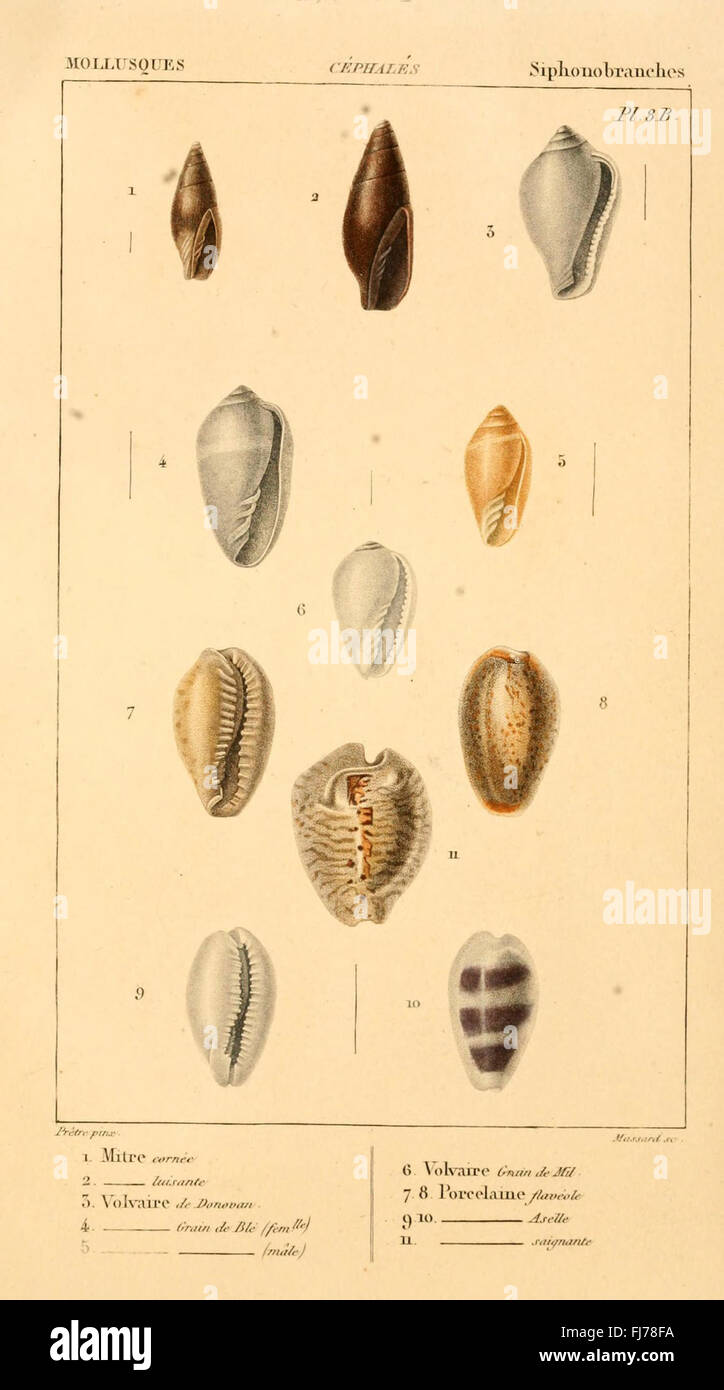 Animaux mollusques hi-res stock photography and images - Alamy