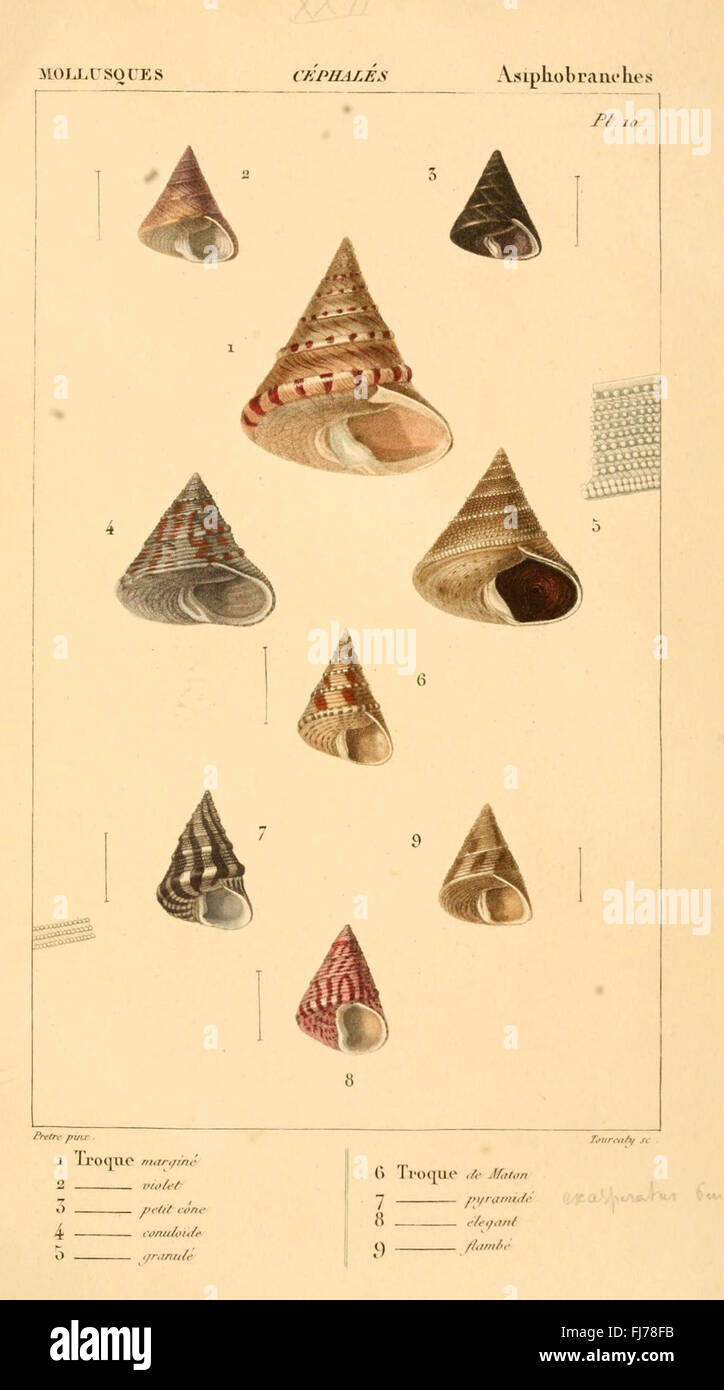 A French work on the classification of mollusks, exploring the various ...