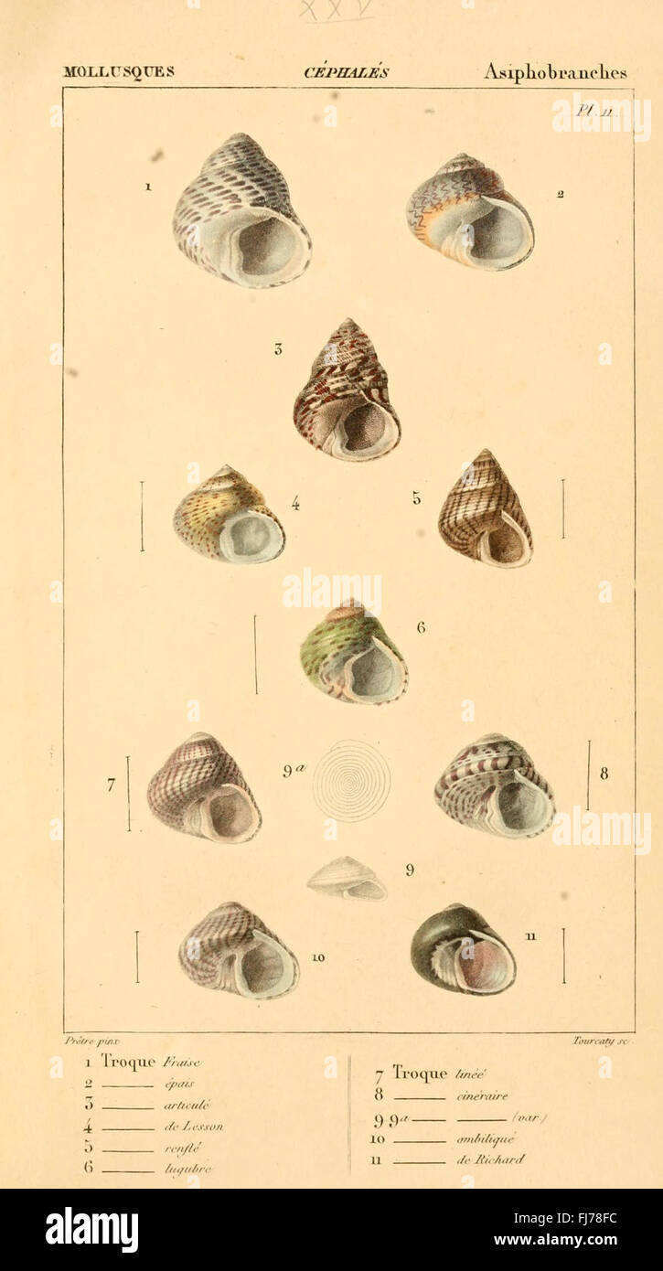 Diversity within molluscan anatomy hi-res stock photography and images - Alamy