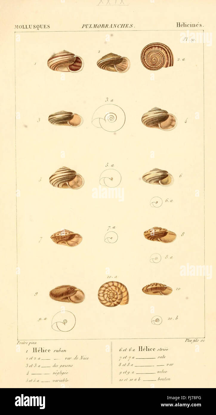 Malacozoaires, ou, Animaux mollusques ,Classification France Mollusks ...