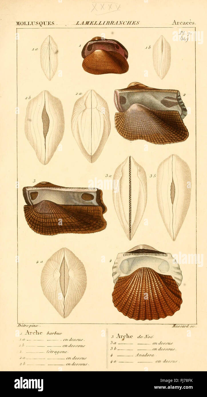 Marine invertebrate classification hi-res stock photography and images - Alamy