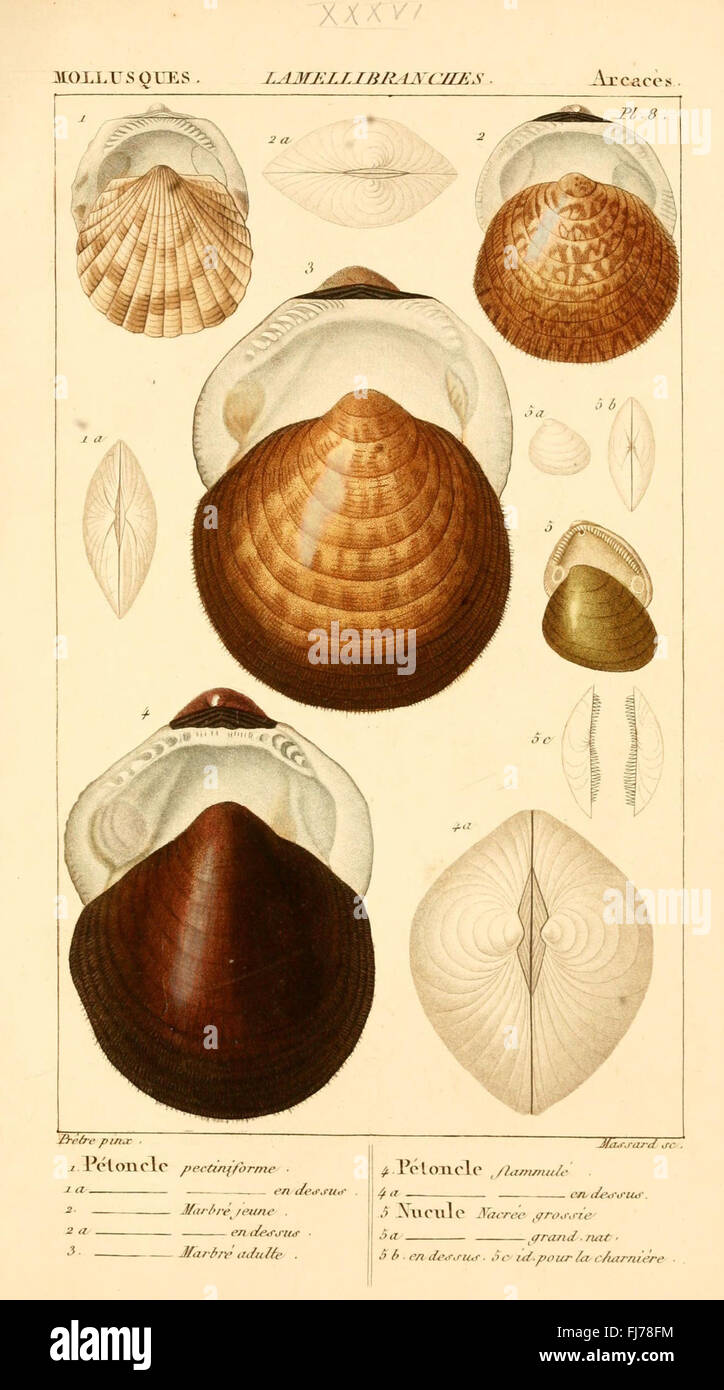 Classification of marine mollusks hi-res stock photography and images - Alamy