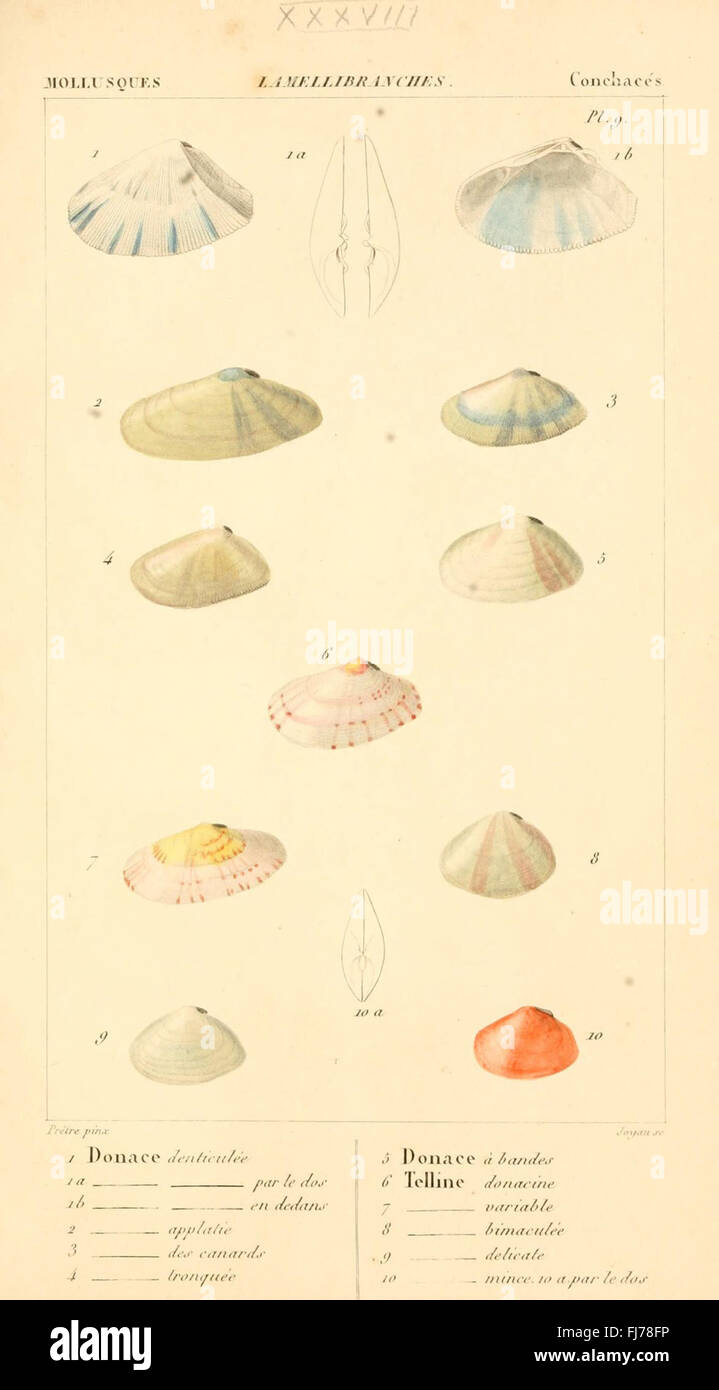 Classification of malacozoa hi-res stock photography and images - Alamy