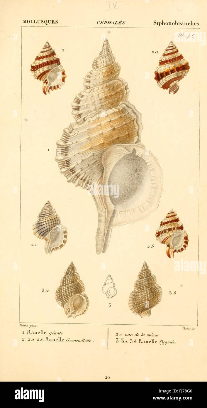 A work on the classification of mollusks, exploring various species ...