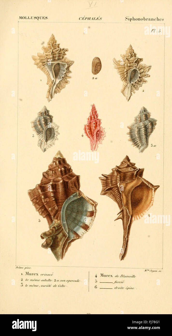 France mollusks classification hi-res stock photography and images - Alamy