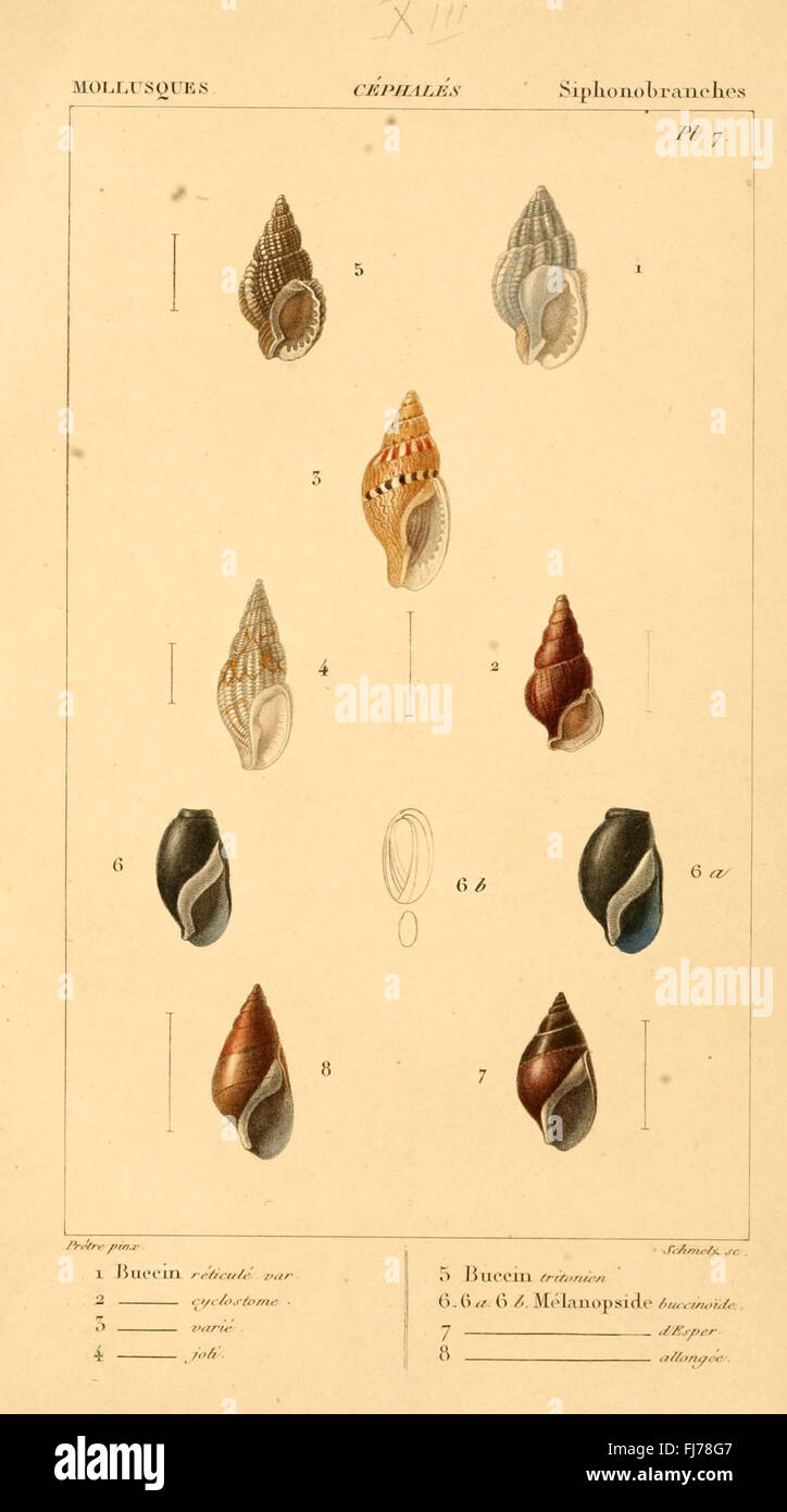 An extensive study on mollusks and their classification, focusing on ...