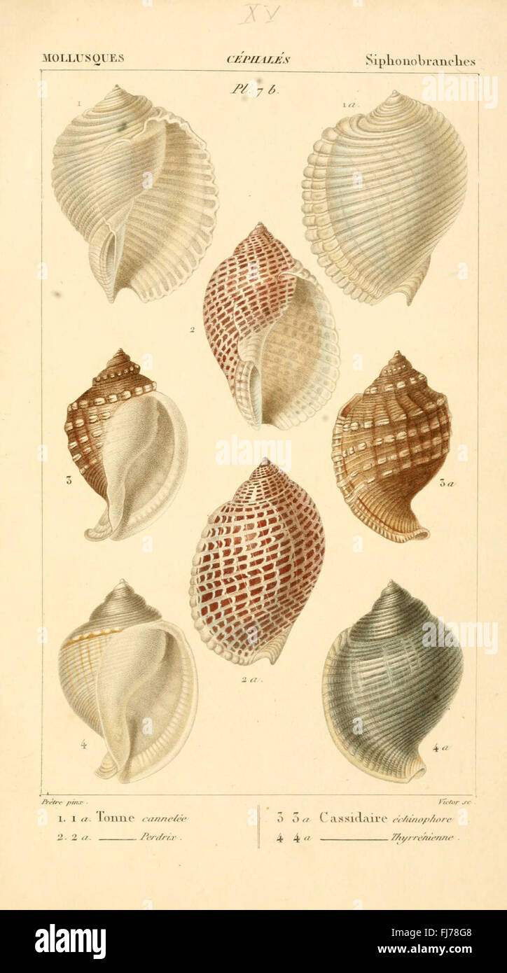 A French work on the classification of mollusks, detailing their ...