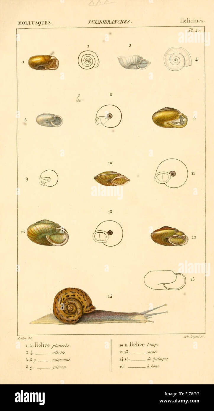 A classification of malacozoa, or mollusks, offering a detailed study ...