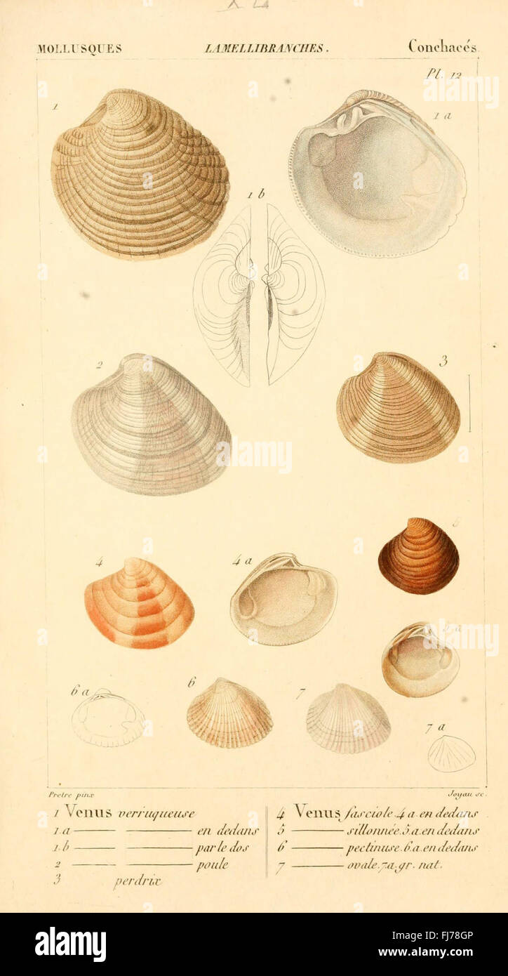 A classification work on mollusks, detailing their systematic ...