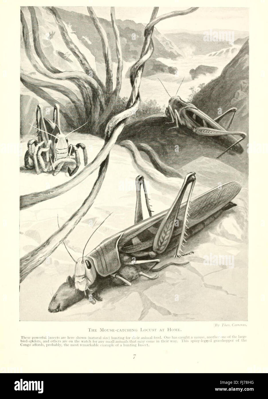 A study of the fascinating behaviors and life cycles of insects Stock ...