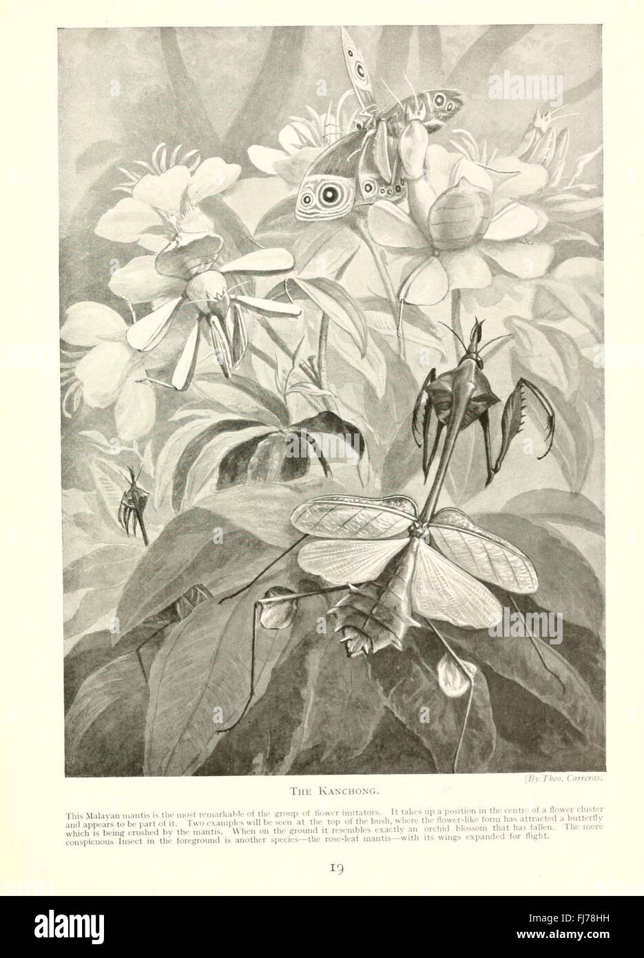 A detailed exploration of insect life, including behavioral studies ...