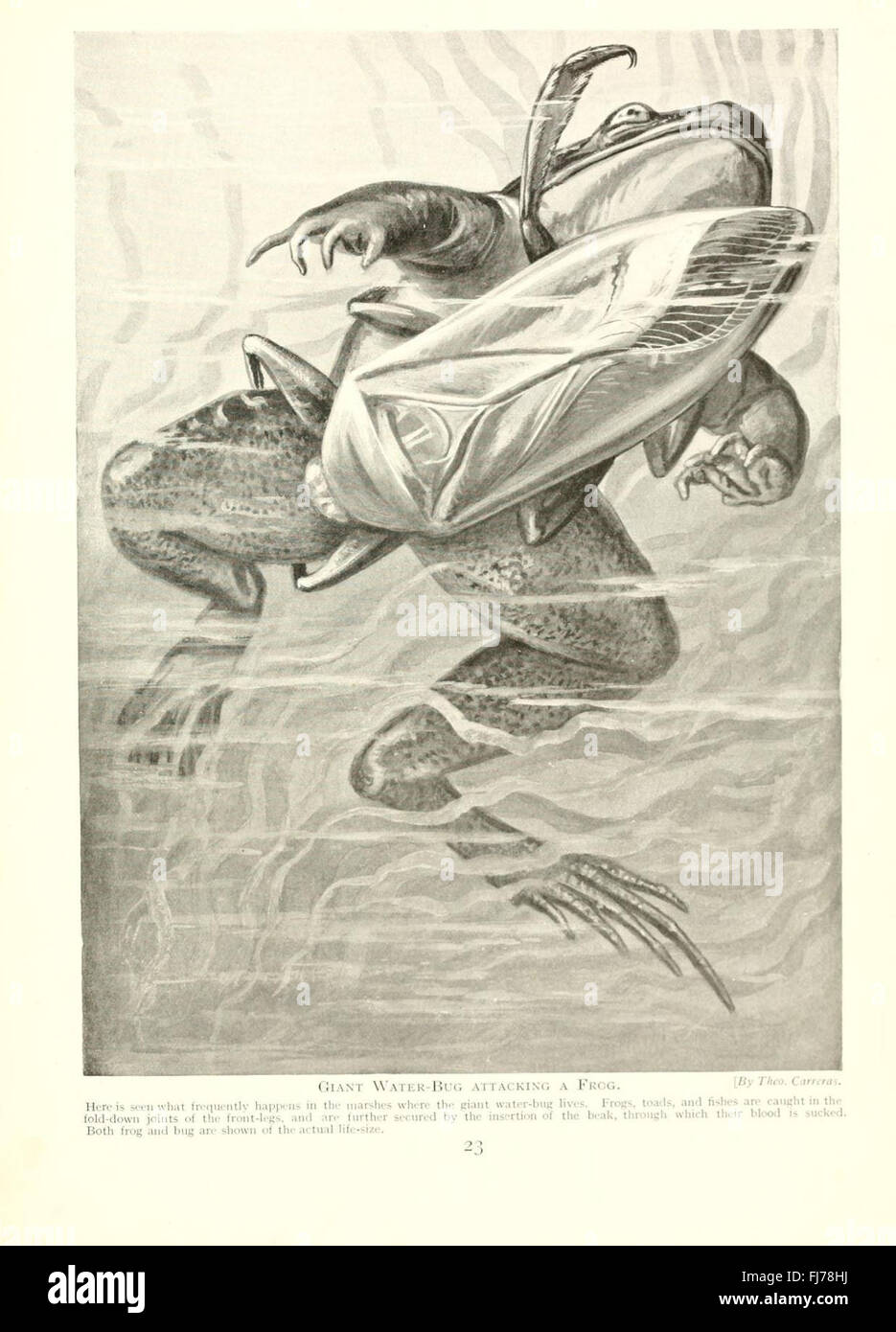 Marvels of insect life - A Study of Insect Behavior Stock Photo - Alamy