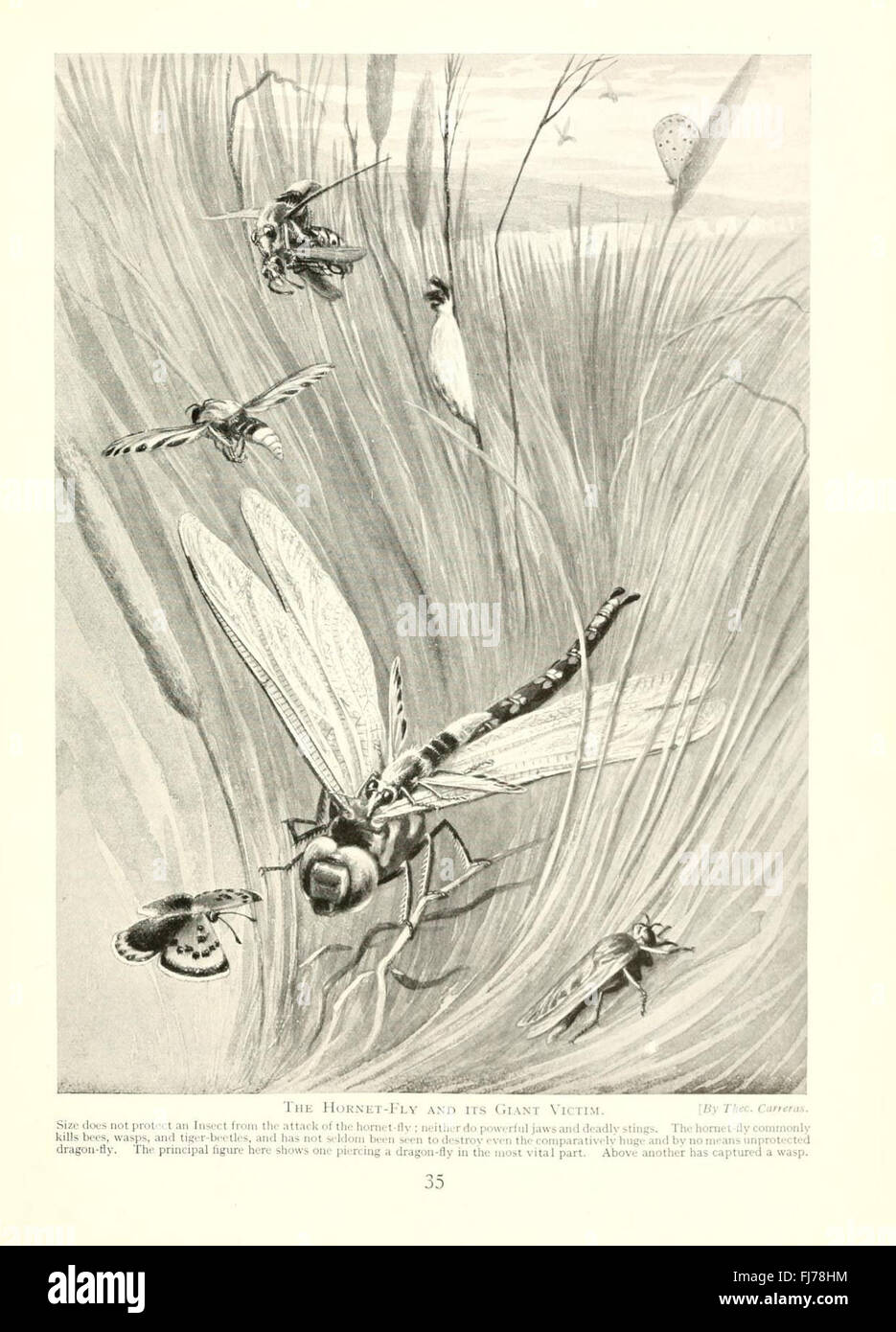 Marvels of insect life: A captivating study of the diverse world of ...