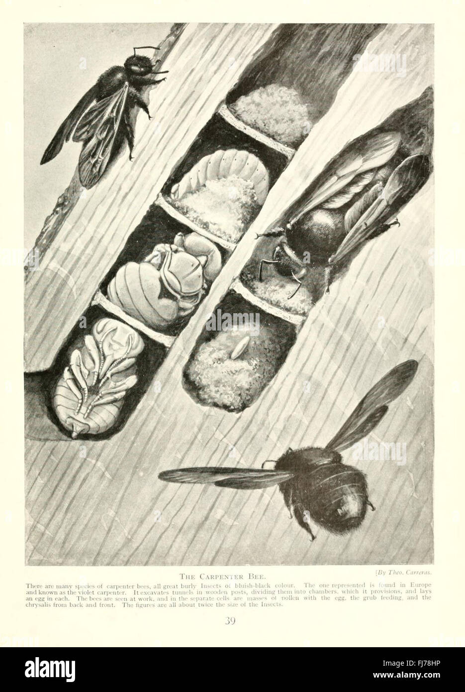 'Marvels of Insect Life' explores the fascinating behaviors ...