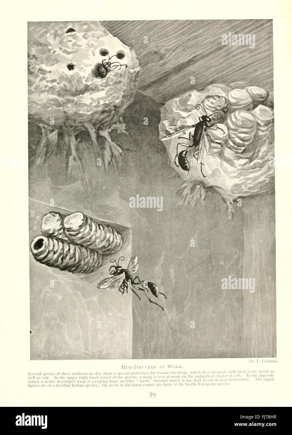 A fascinating exploration of insect life, behavior, and ecosystems ...