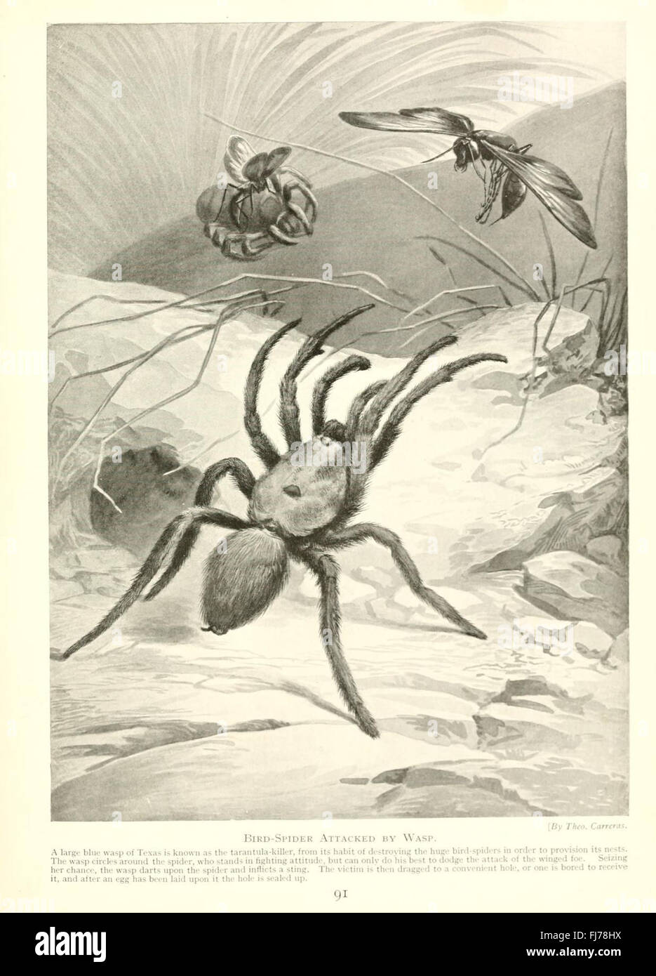 A collection of illustrations and studies exploring the fascinating ...