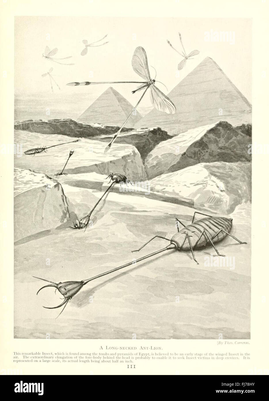 A scientific exploration of insect behavior, morphology, and ecological ...