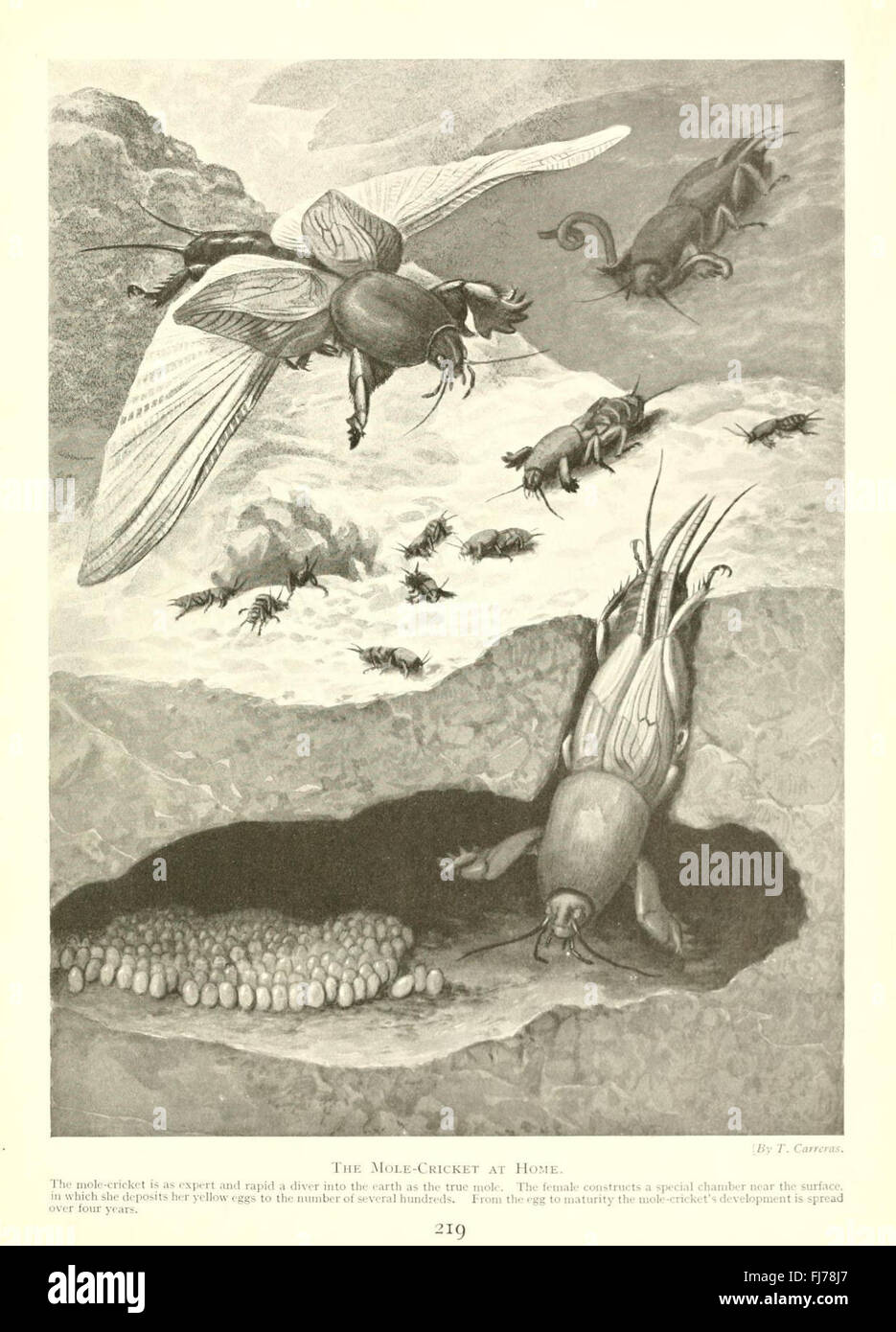 Marvels of insect life - A study of insect behavior and species ...