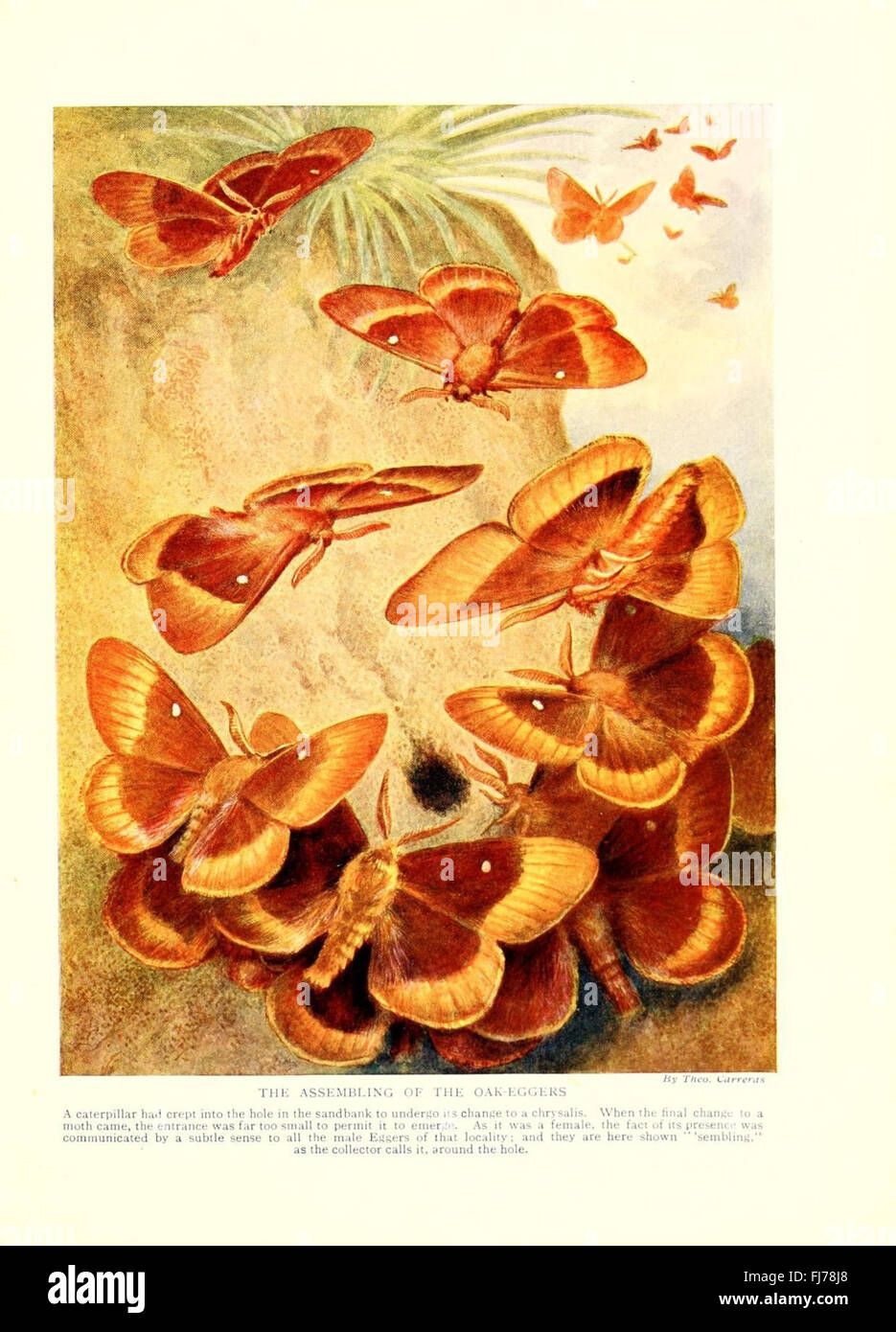 A detailed exploration of insect behavior and their natural history ...