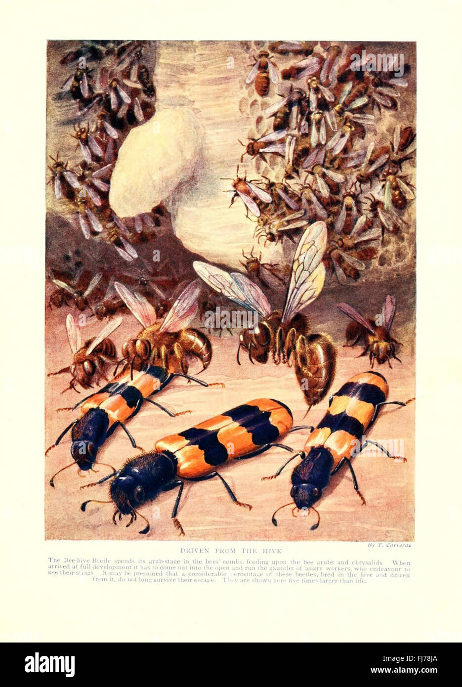 A fascinating exploration of insect life, focusing on the remarkable ...