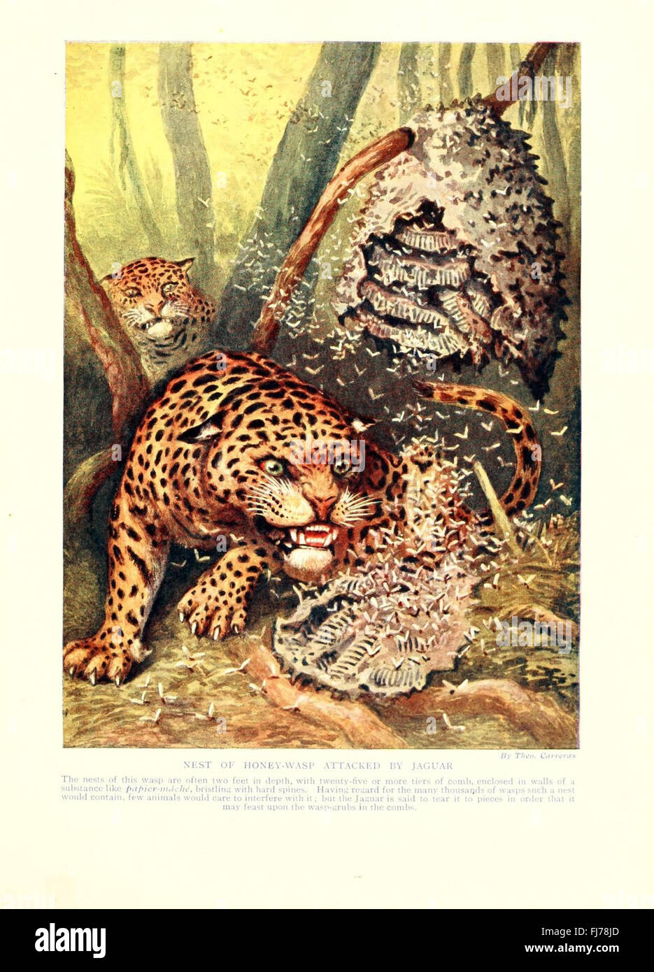 Animal behavior, Smithsonian Institution Libraries, Insects Stock Photo ...