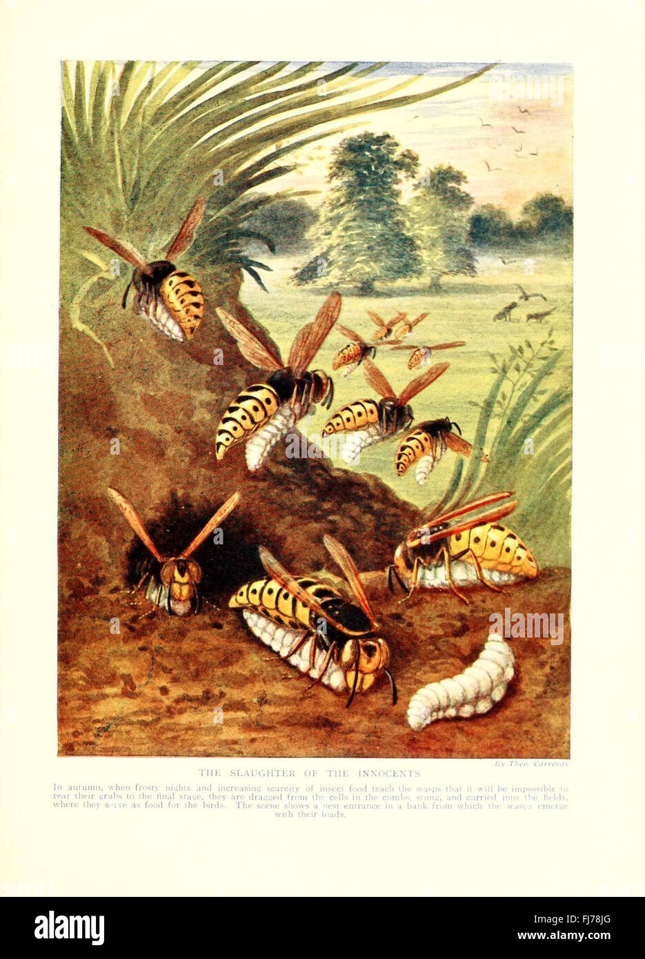 Marvels of Insect Life: A captivating study of the behavior and life ...