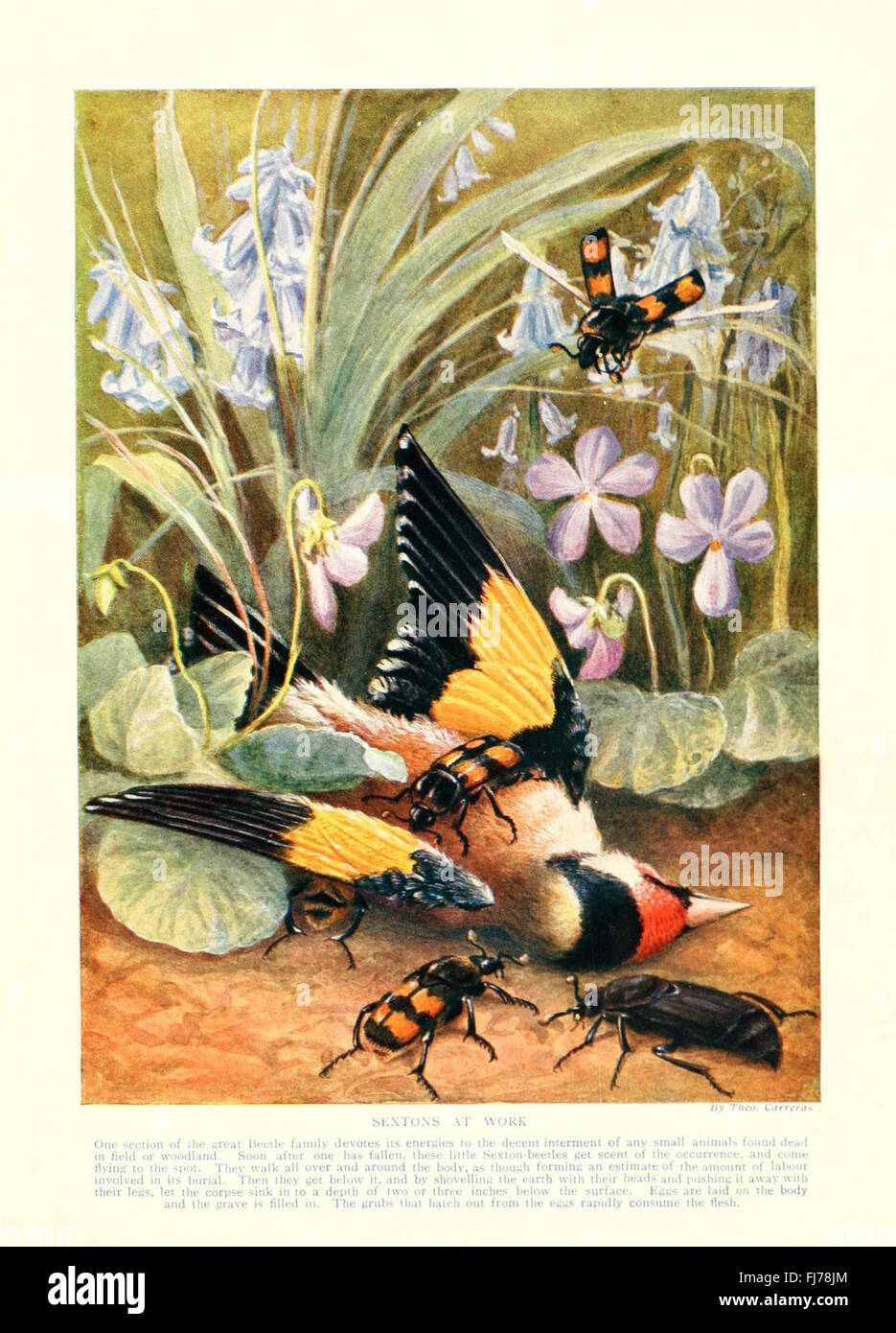 A fascinating exploration into the diverse and intricate world of ...