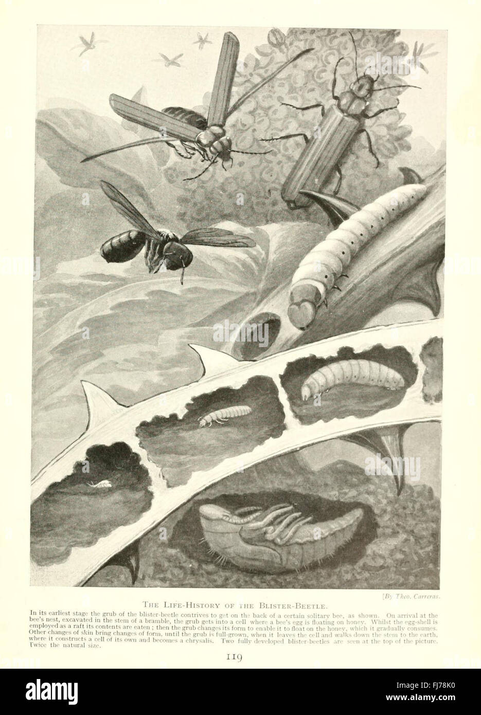 Insect marvels hi-res stock photography and images - Alamy