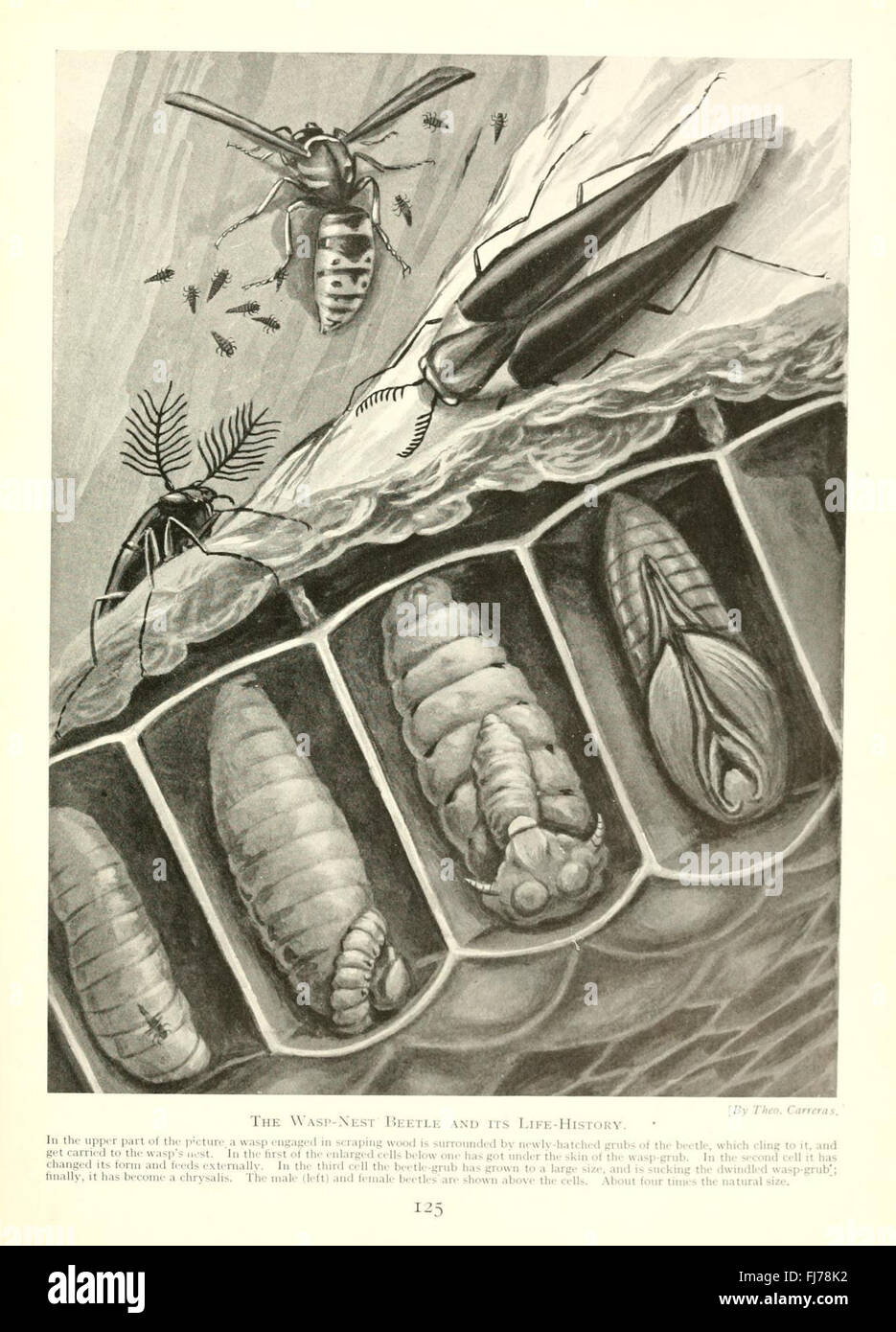 An exploration of the fascinating behavior and diversity of insects ...