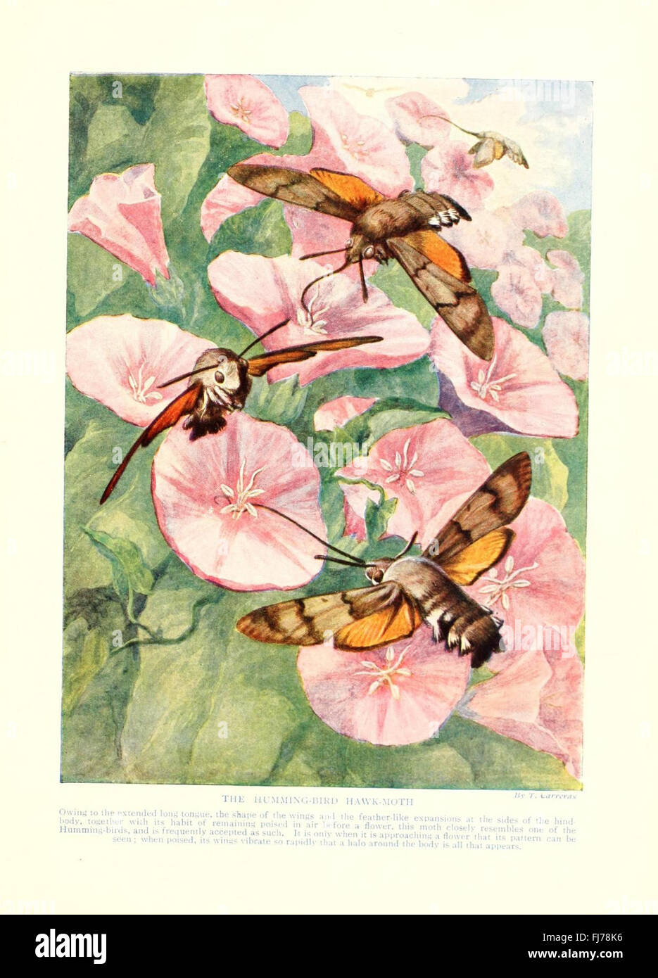 Marvels of insect life - A comprehensive exploration of the fascinating ...