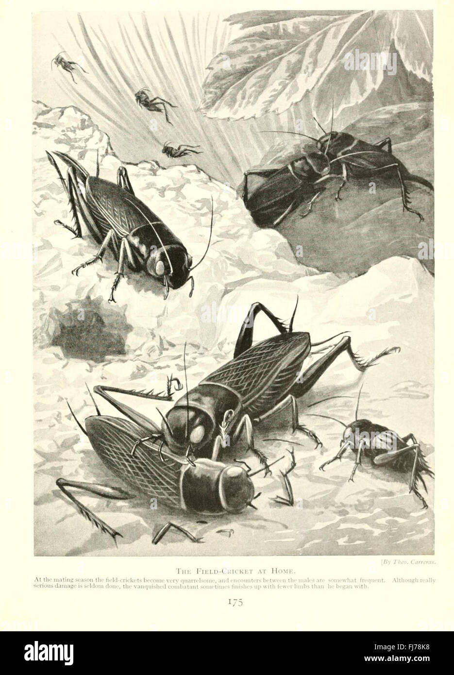 A detailed study of insect behavior and ecology, exploring their ...