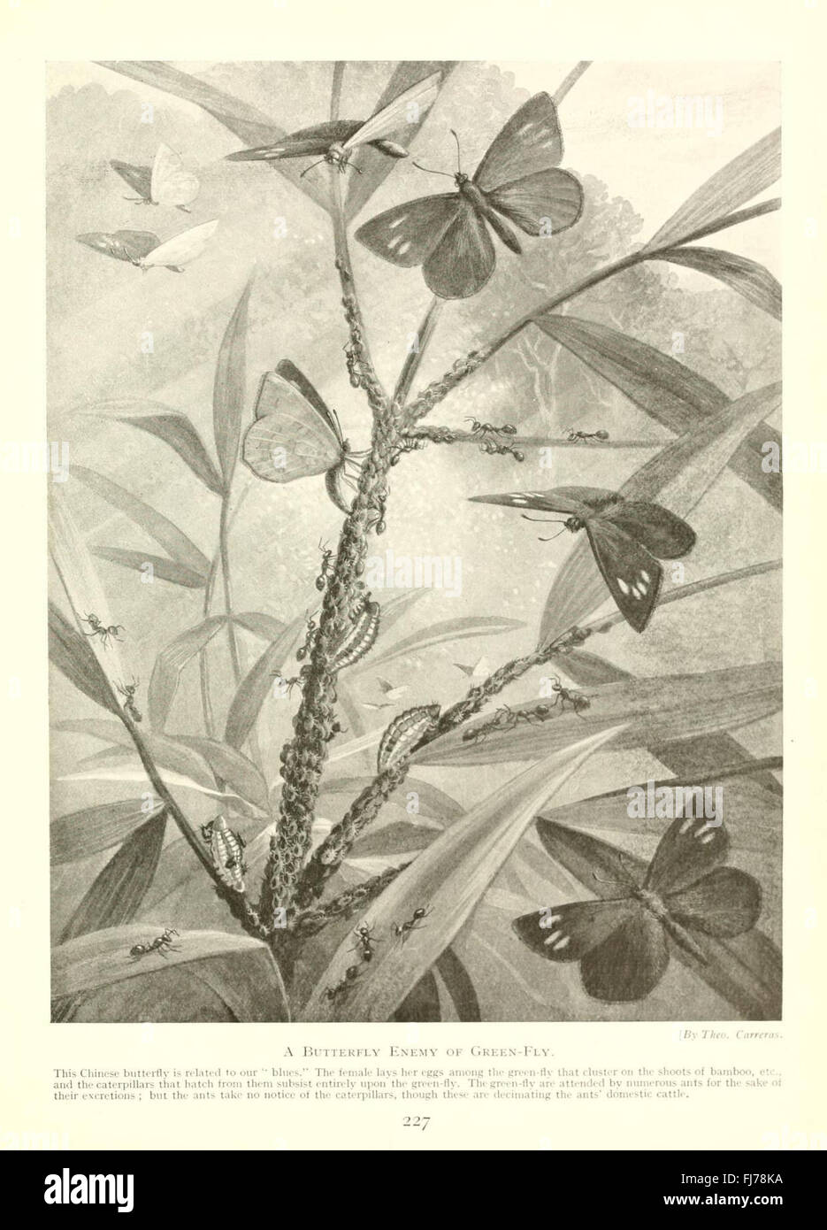 Marvels of insect life, Animal behavior, Smithsonian Institution ...