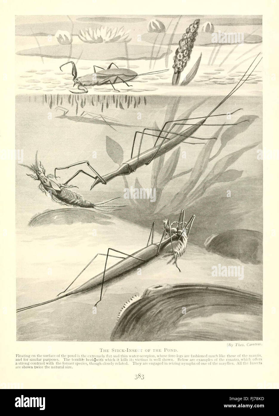 Marvels of insect life Stock Photo - Alamy