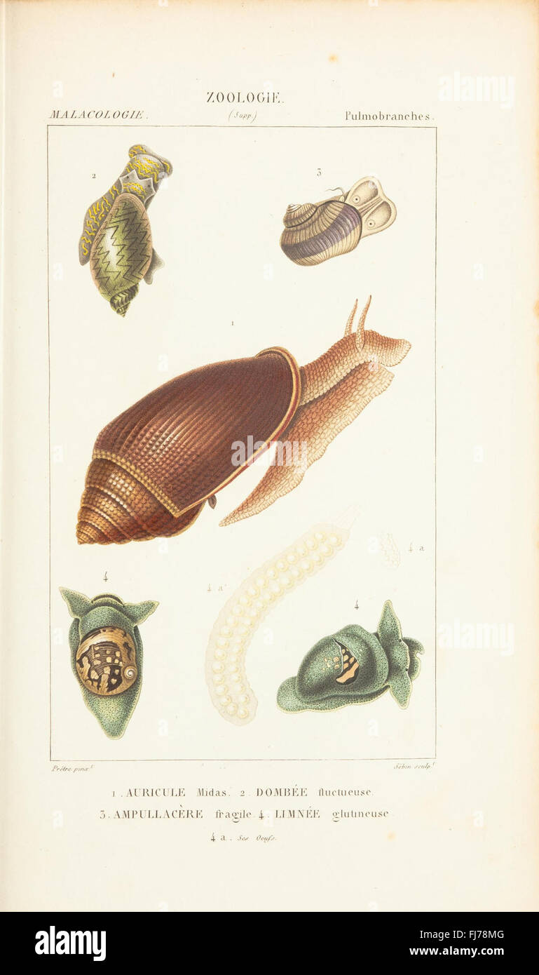 Zoological atlas featuring scientific illustrations of various animal ...