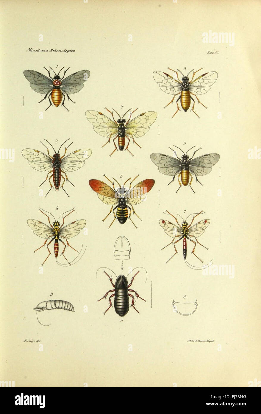 Diversity of entomological life hi-res stock photography and images - Alamy