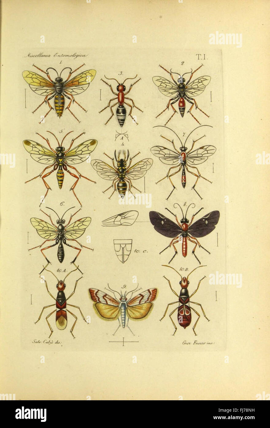 A collection of entomological studies focusing on insect species, their ...
