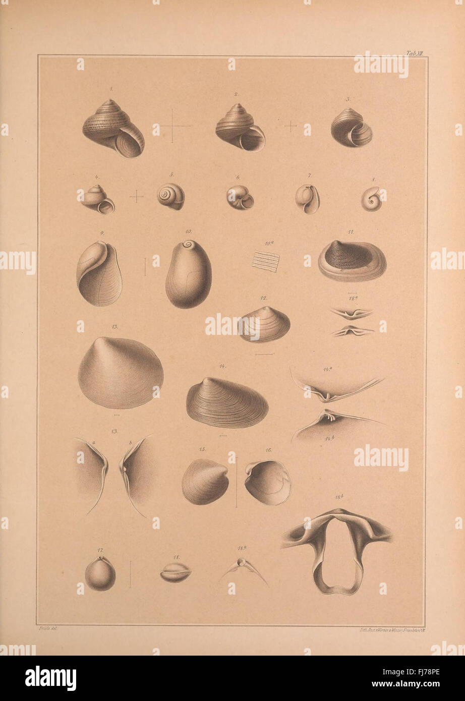 Scientific significance of molluscan biology hi-res stock photography ...