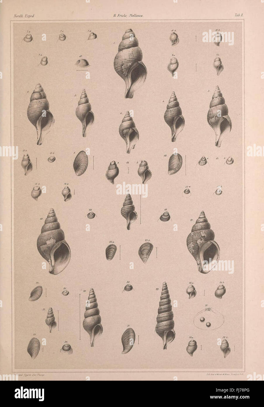 *Mollusca in the Arctic* provides scientific insights into Arctic ...