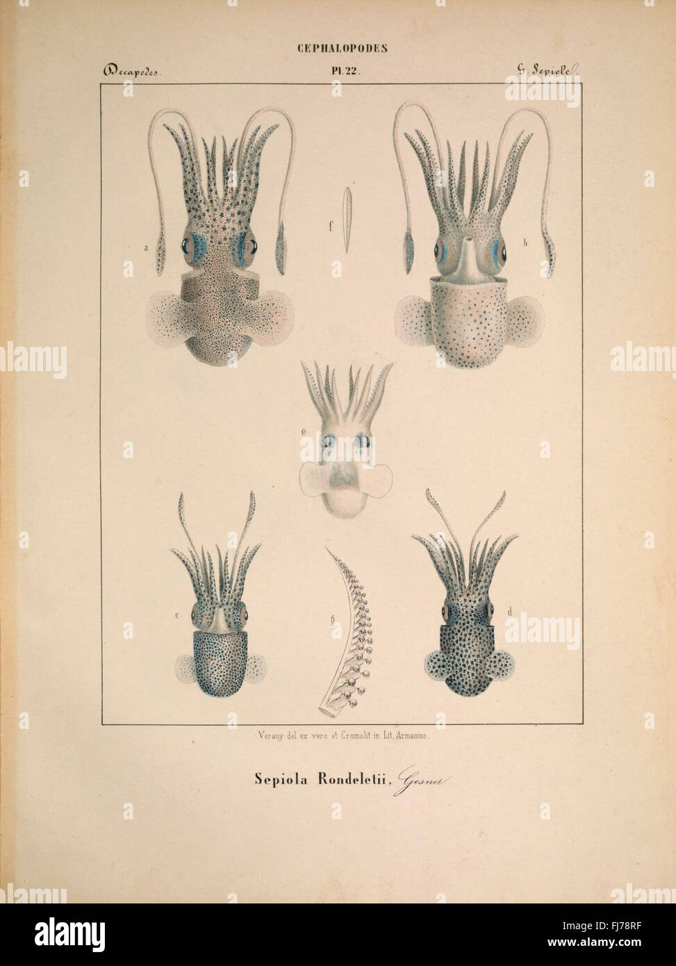 Classification within marine biodiversity hi-res stock photography and images - Alamy