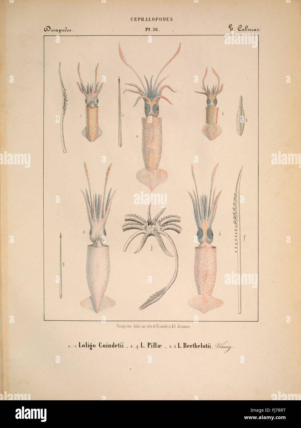 Mollusques mediterraneens hi-res stock photography and images - Alamy