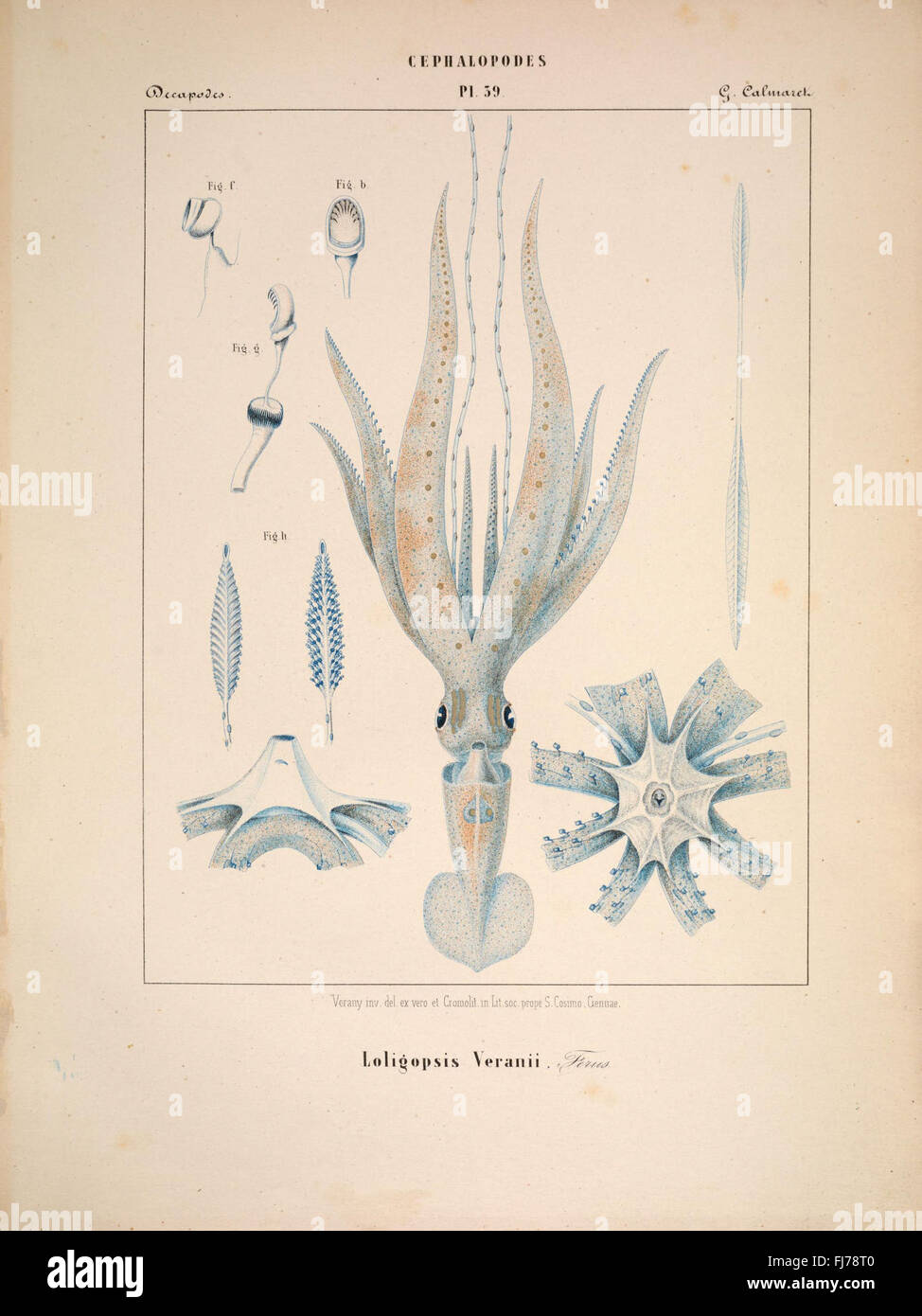 A study of Mediterranean mollusks, featuring cephalopods and other ...