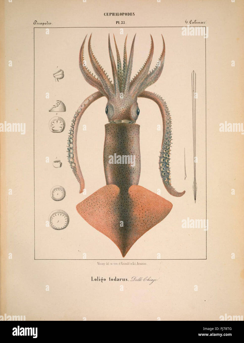 Mollusques mediterraneens hi-res stock photography and images - Alamy