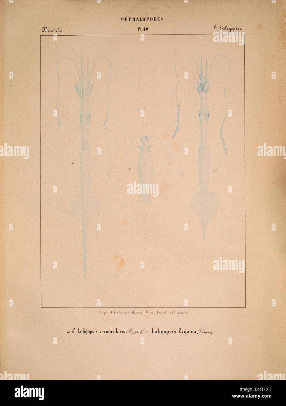 A collection of mollusk species found in the Mediterranean Sea ...