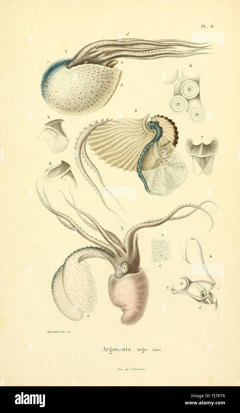 An illustrated study of living and fossilized mollusks, focusing on ...