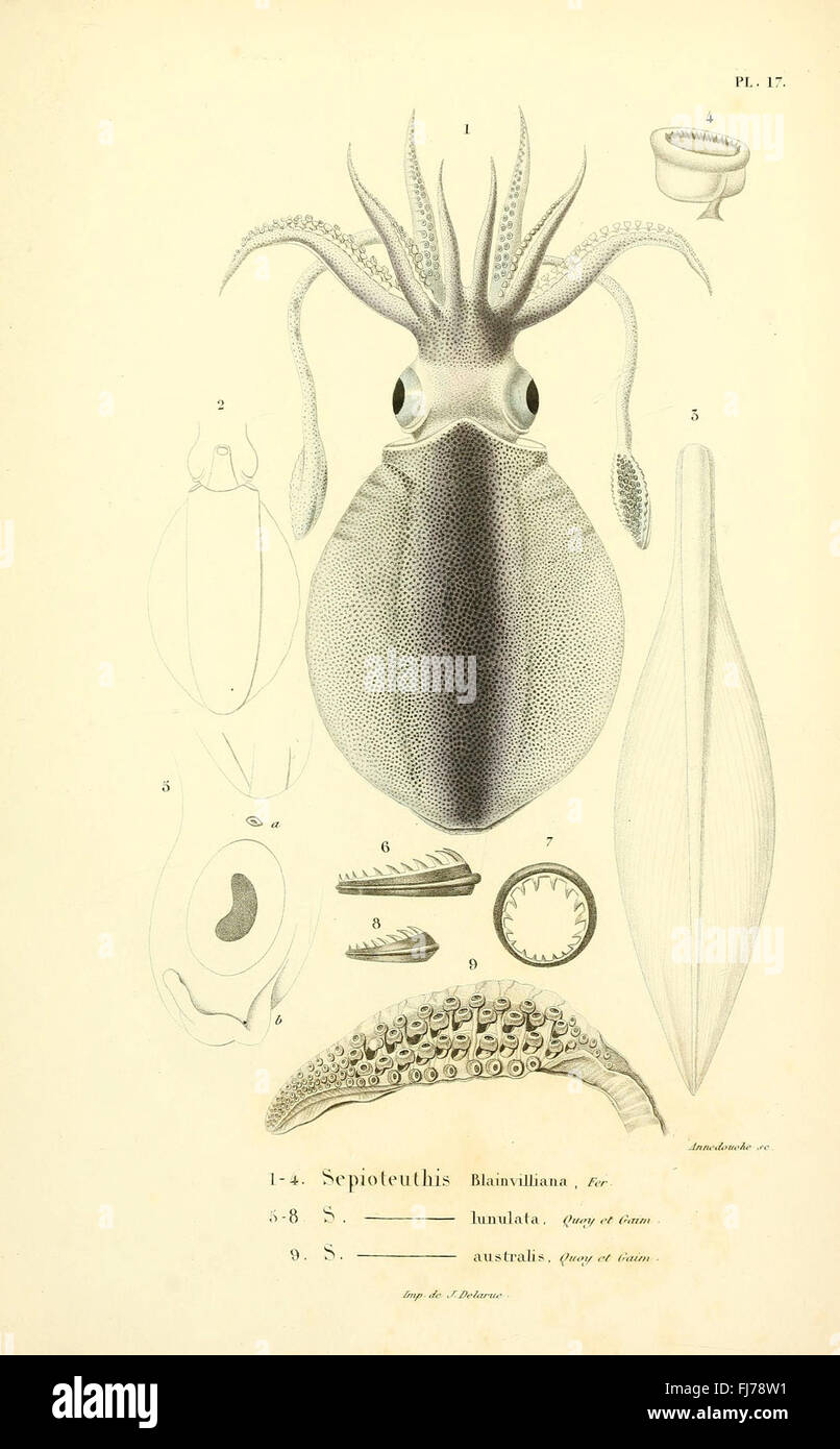 A study of living and fossil mollusks, with a focus on Cephalopoda and ...